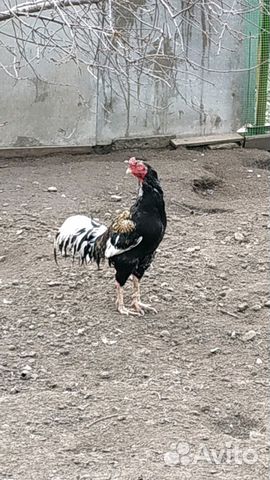 Бойцовый петух