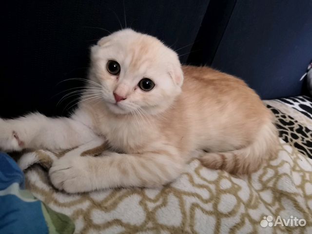 Шотландский вислоухий котик Брюс