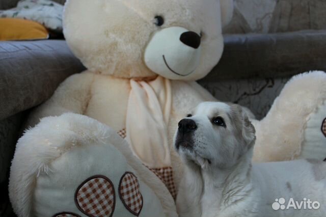 Среднеазиатская овчарка