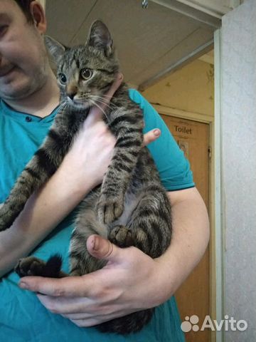 Котенок в добрые руки. Прошлые хозяева выкинули. О