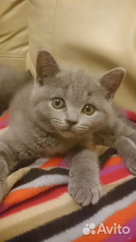 Шотландский котенок серебристого цвета