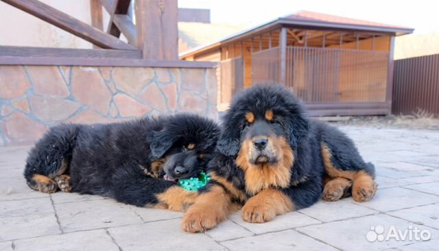 Щенки Тибеты