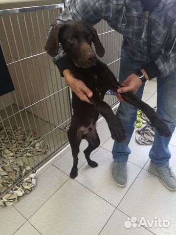 Щенок в добрые руки