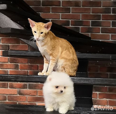 Шпиц мальчик-кремик