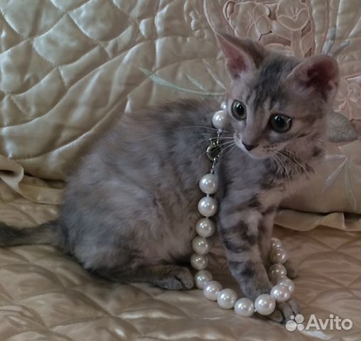 Кудряшка Рысёнок) Подарите Любимым Счастье)