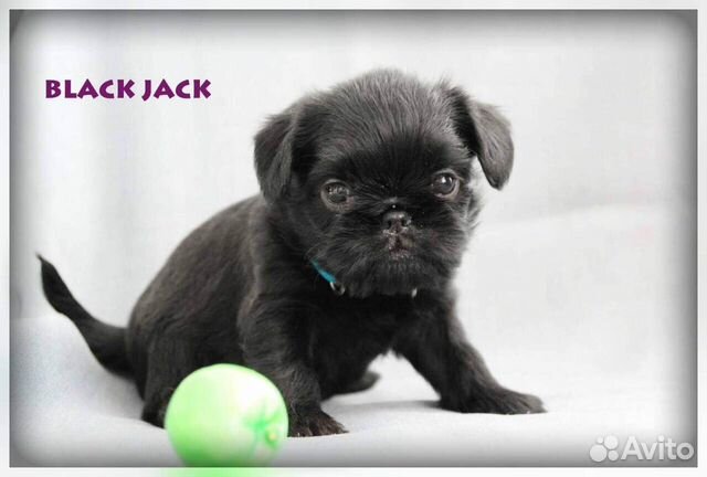 Бельгийский гриффон