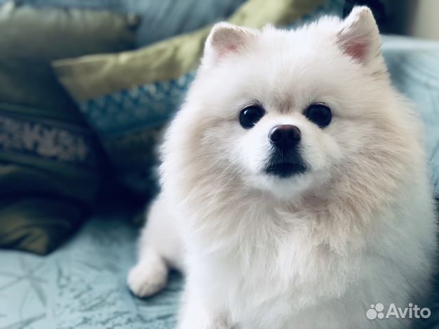 Шикарный малый шпиц, вязка
