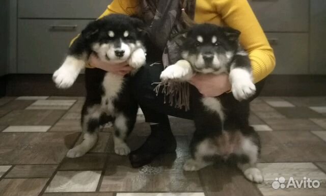 Щеночки маламута