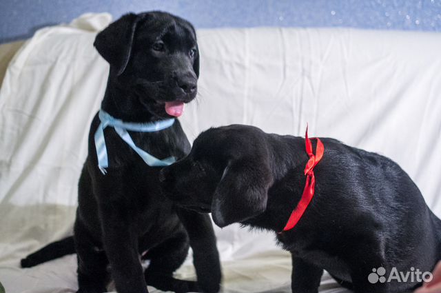 Лабропупсы