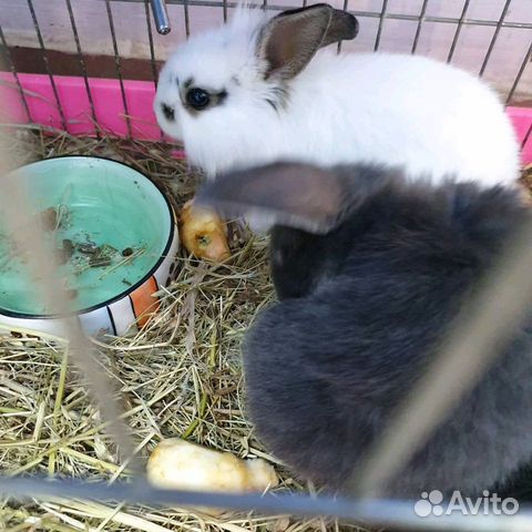 Крольчата карликовые