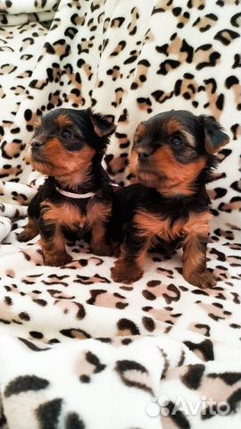 Продам щенков Йорка