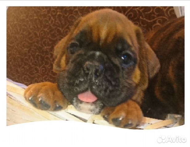 Щенок боксера. Мальчик