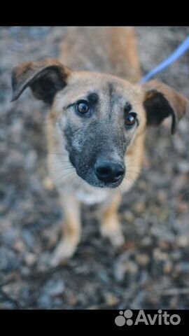 Очаровательный некрупный малыш Буч ищет дом