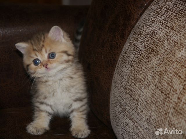 Котята шиншиллята