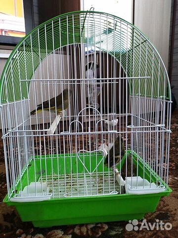 Птички с клеткой