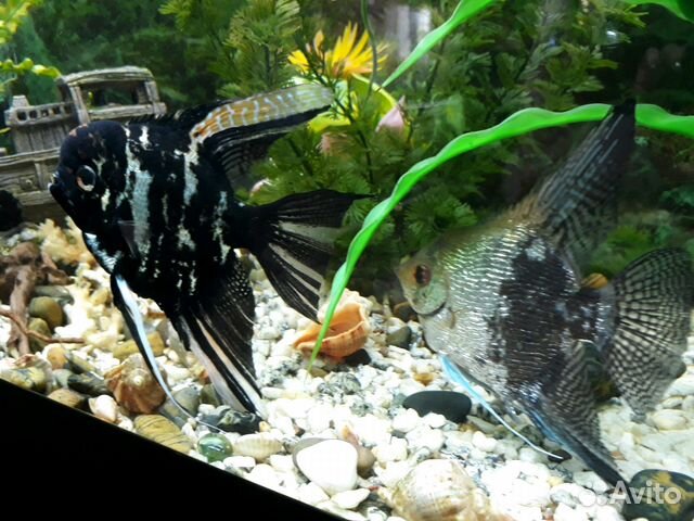 Пара скалярий