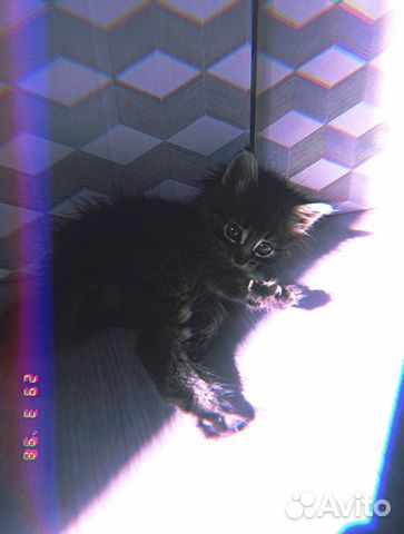 Котёнок