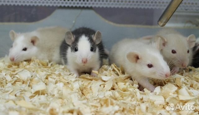 Крысы, крысята