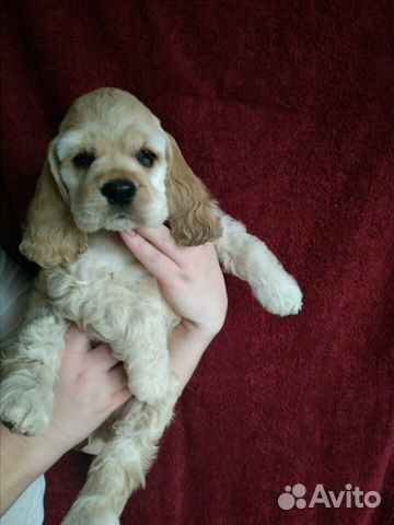 Щенок американского коккер-спаниеля