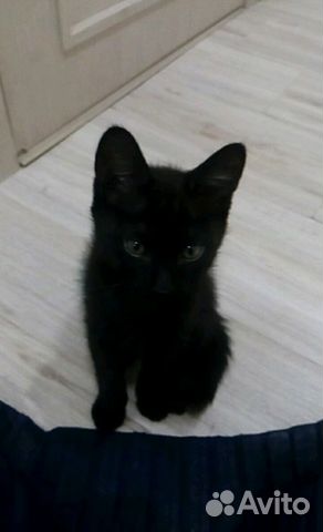 Чёрные котята девочки бесплатно 1.5 мес