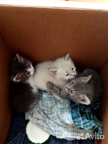 Сладенькие котятки ищут добрые ручки