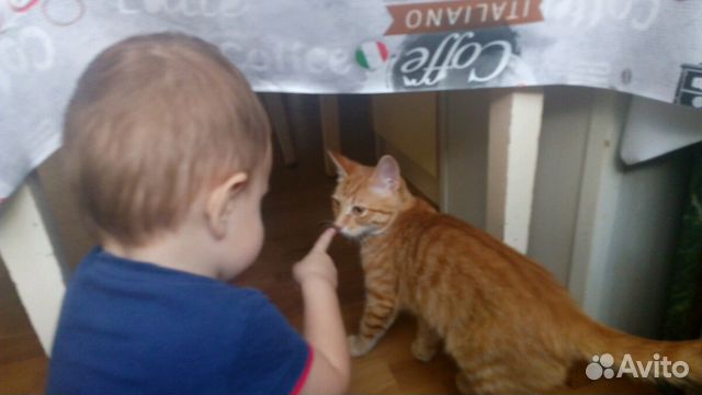 Пропал котик,район Октябрьской,9школа
