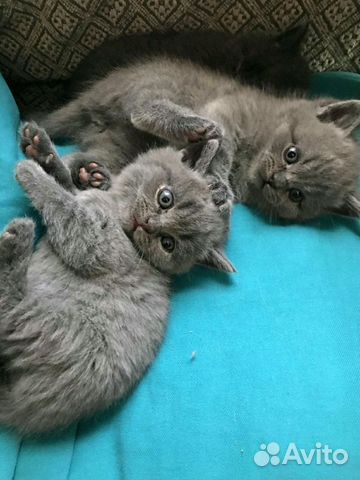 Бриташки милашки