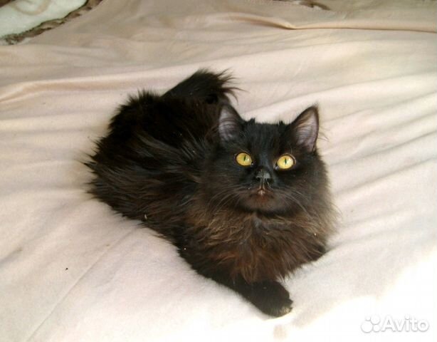 Мандаринка