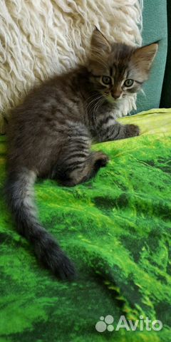 Мейнкунчик