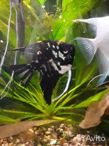 Пара мраморных скалярий