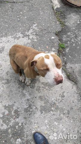 Стафтерьер