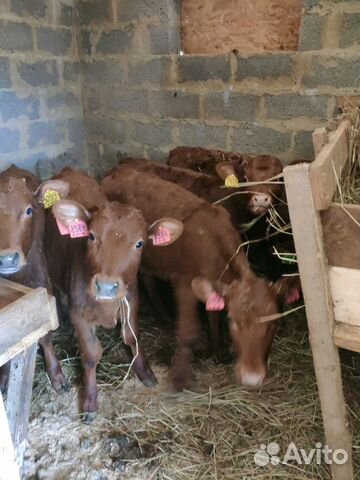 Красногорбатовские тёлочки