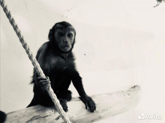 Обезьяна капуцин