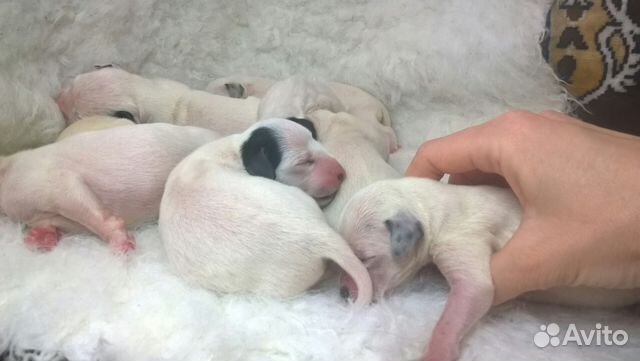 Щенок далматина