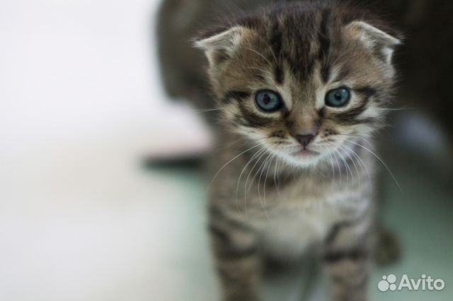 Вислоухие котята