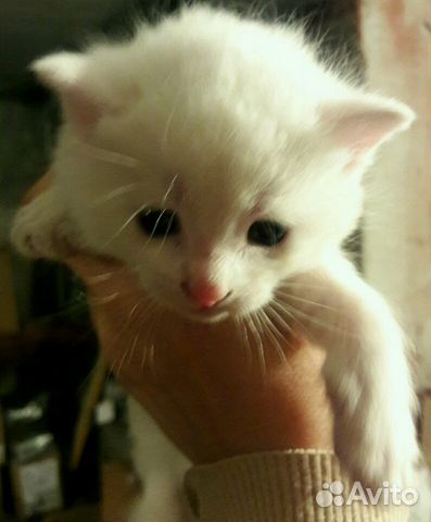 Котёнок