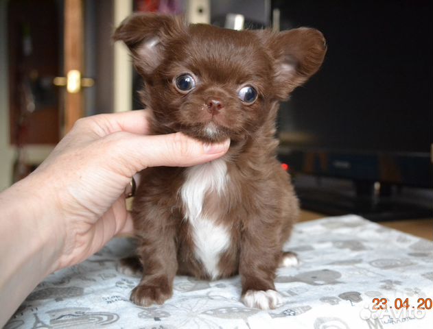 Шоколадный батончик