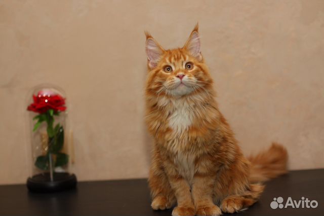 Котенок Мейн-кун в ярко красном окрасе