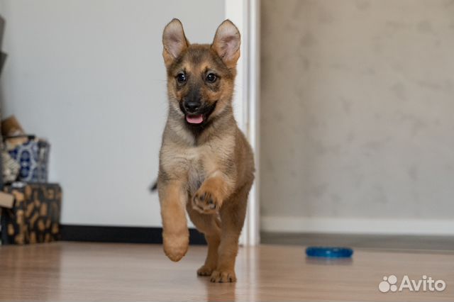 Щенок в добрые руки