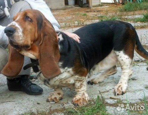 Бассет Хаунд
