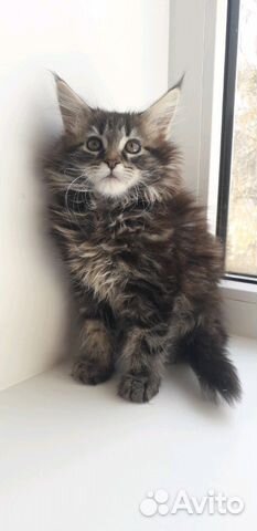 Супер котята кунята