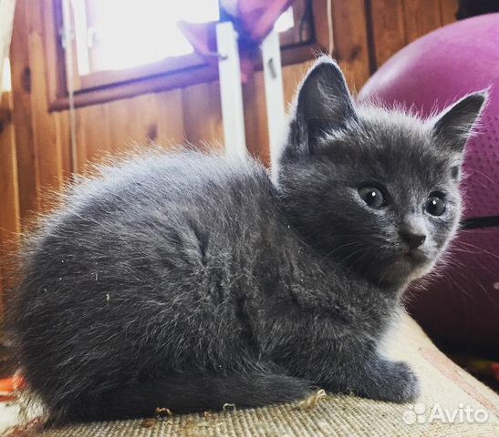 Котенок Русская голубая метис