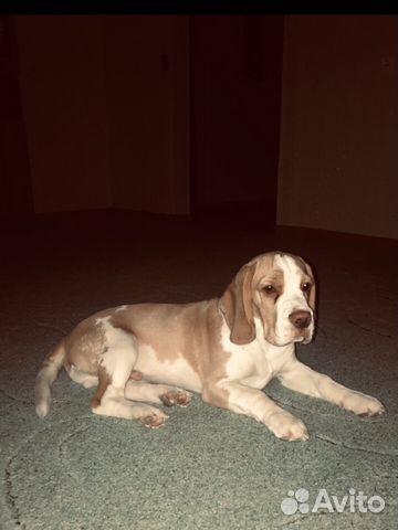 Собака Бигль