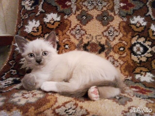 Сиамская кошка