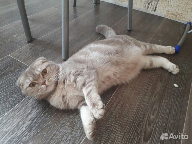 Молодую Британочку в дар добрым людям