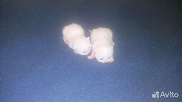 Продам котят вислоухий шатландец