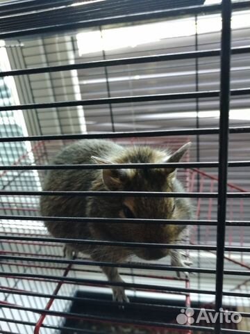 Чилийские белки дегу