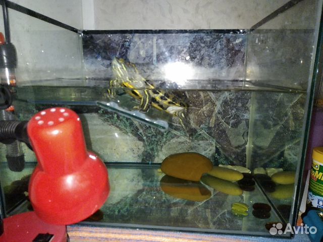 Красноухая Черепаха