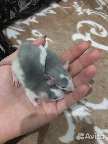 Крыса мальчик