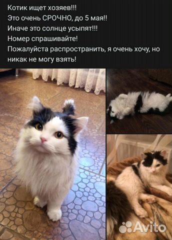 Животные В добрые руки очень нужна помощь